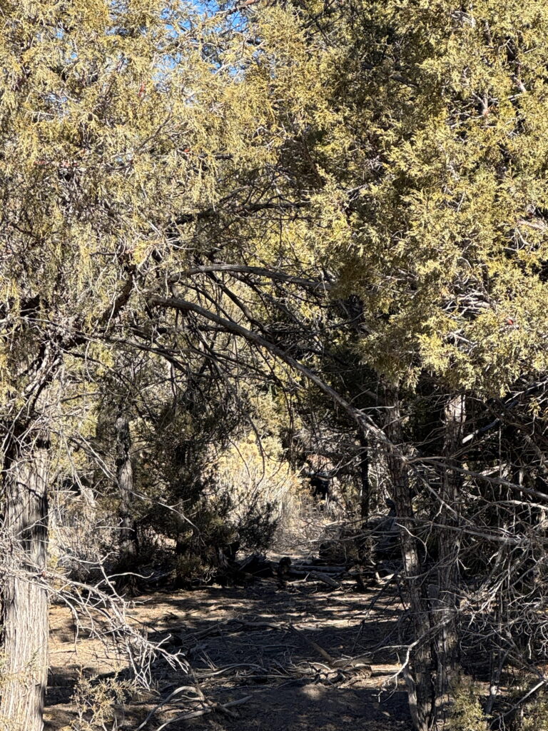 Living with Mountain Lions - PurlsAndPixels