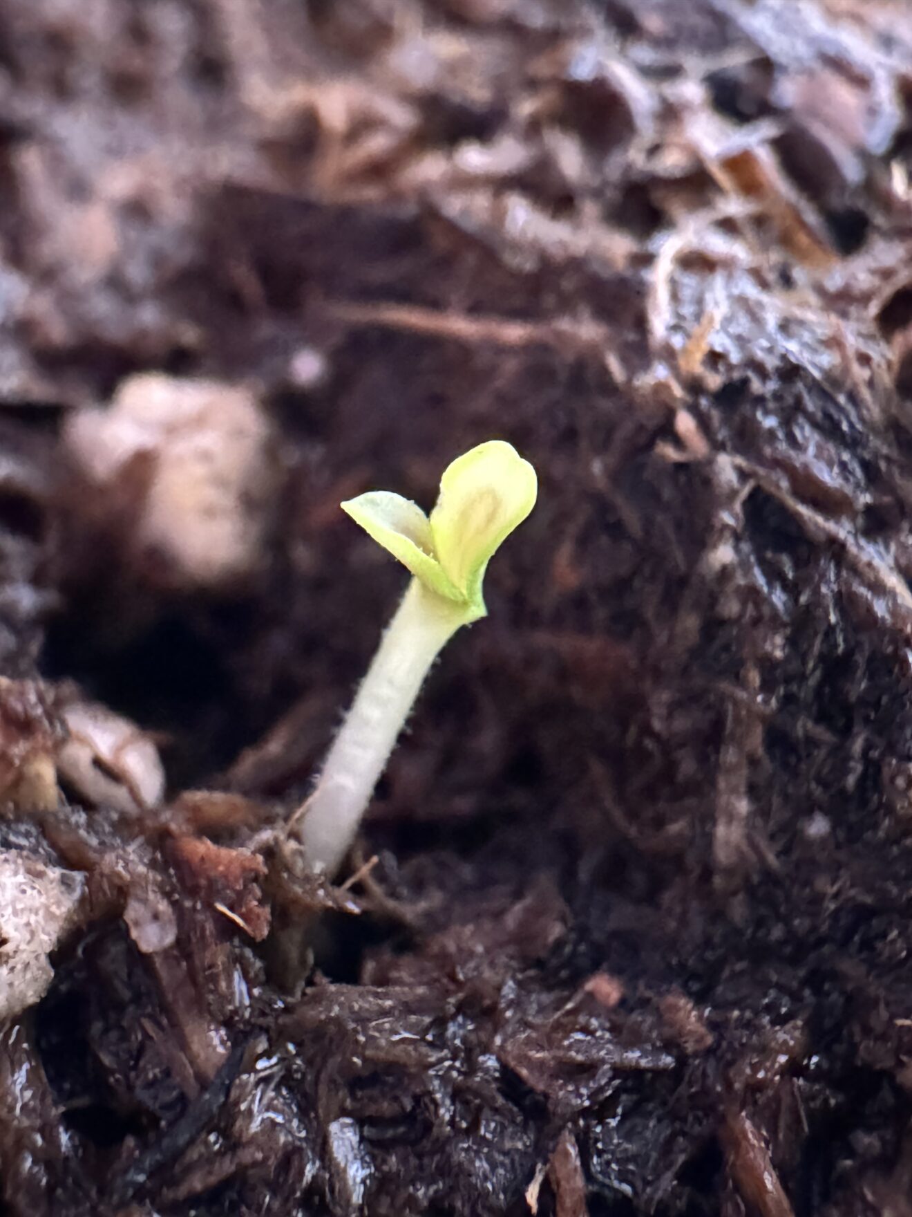 Homestead Planning - PurlsAndPixels