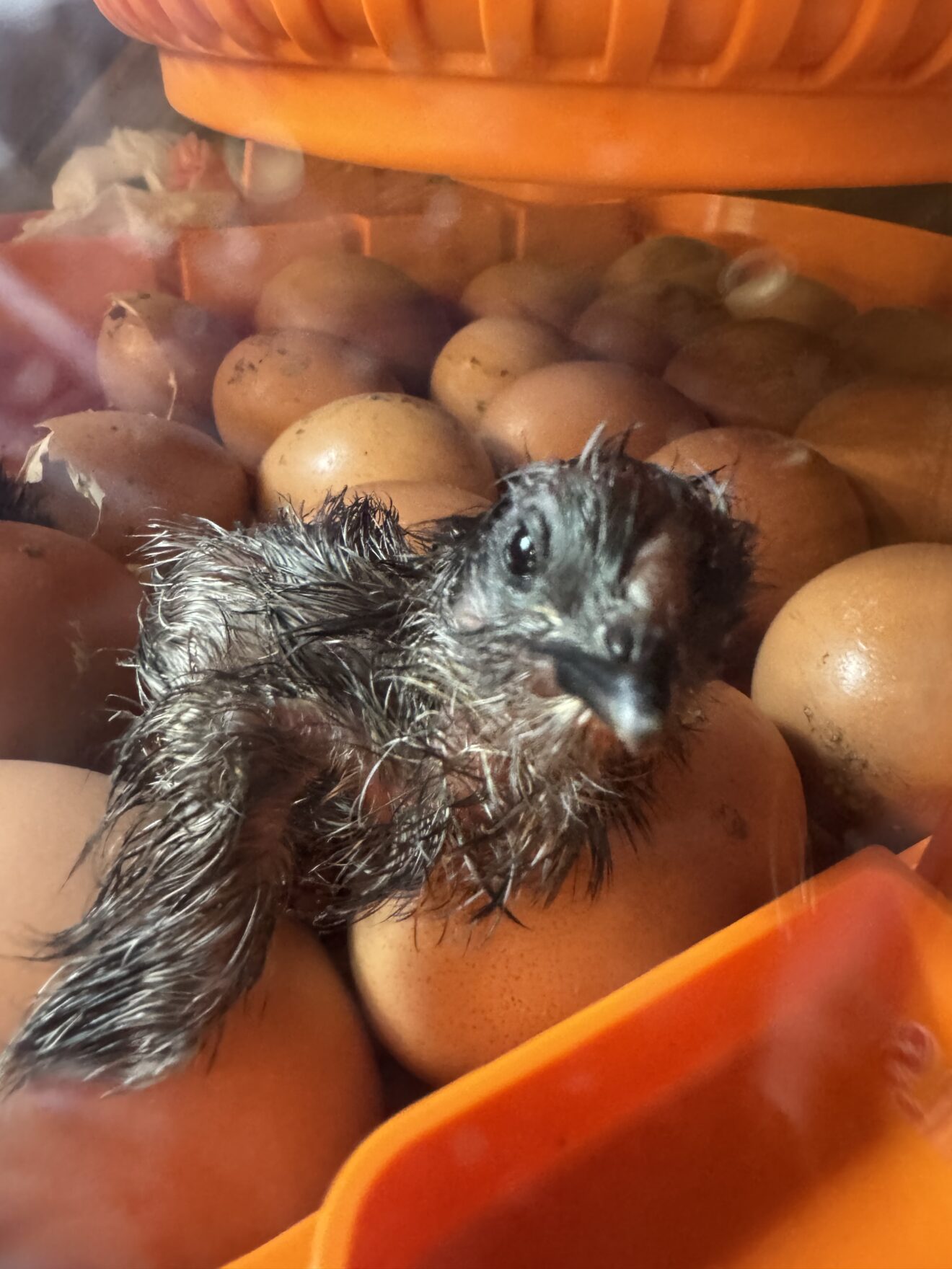 Hatching Chicken Eggs - PurlsAndPixels