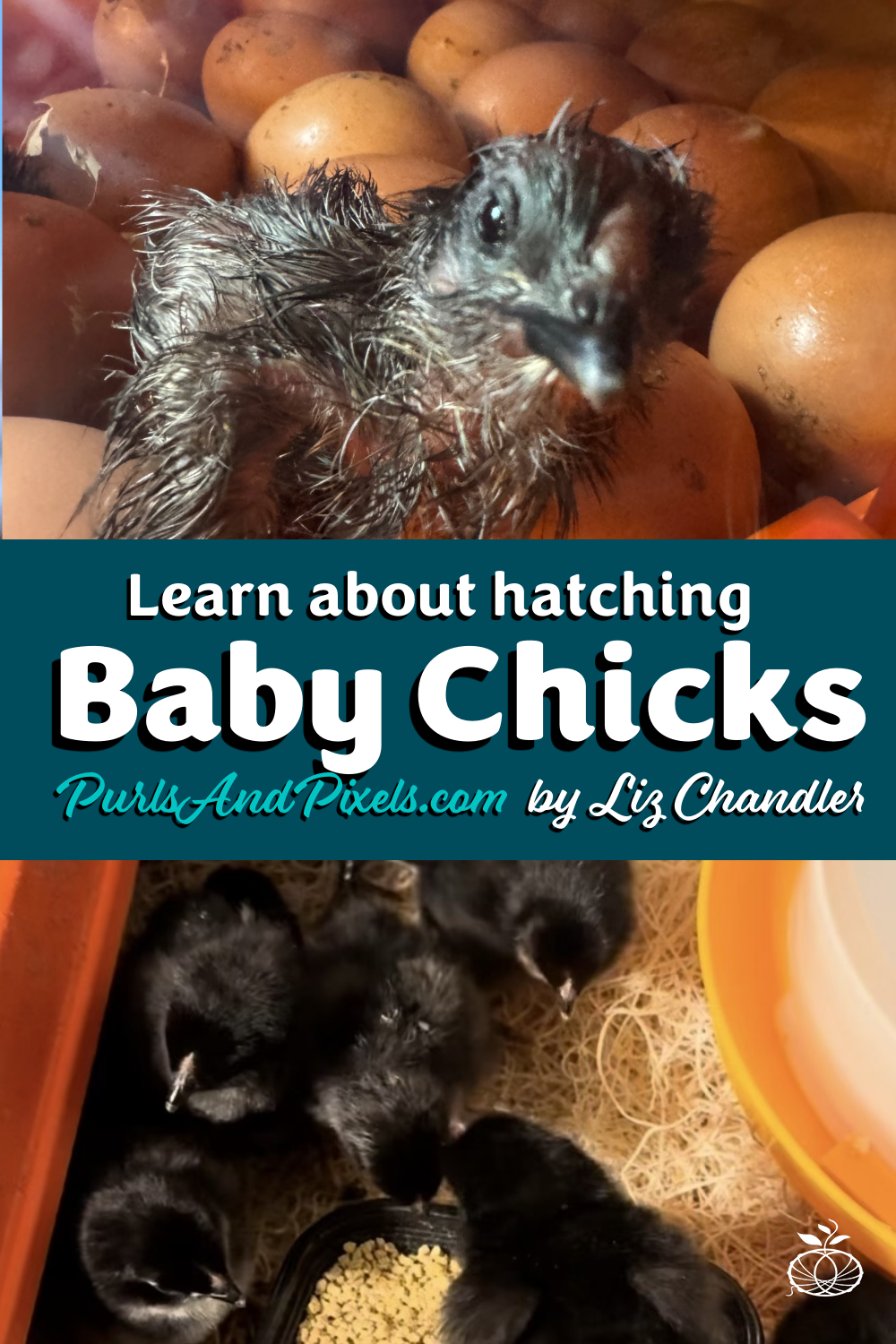 Hatching Chicken Eggs - PurlsAndPixels